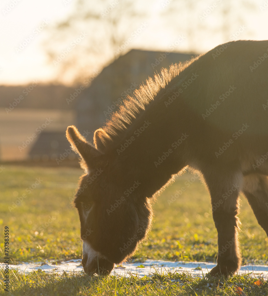 miniature donkey in paddock or meadow with small quantity of snow on ...
