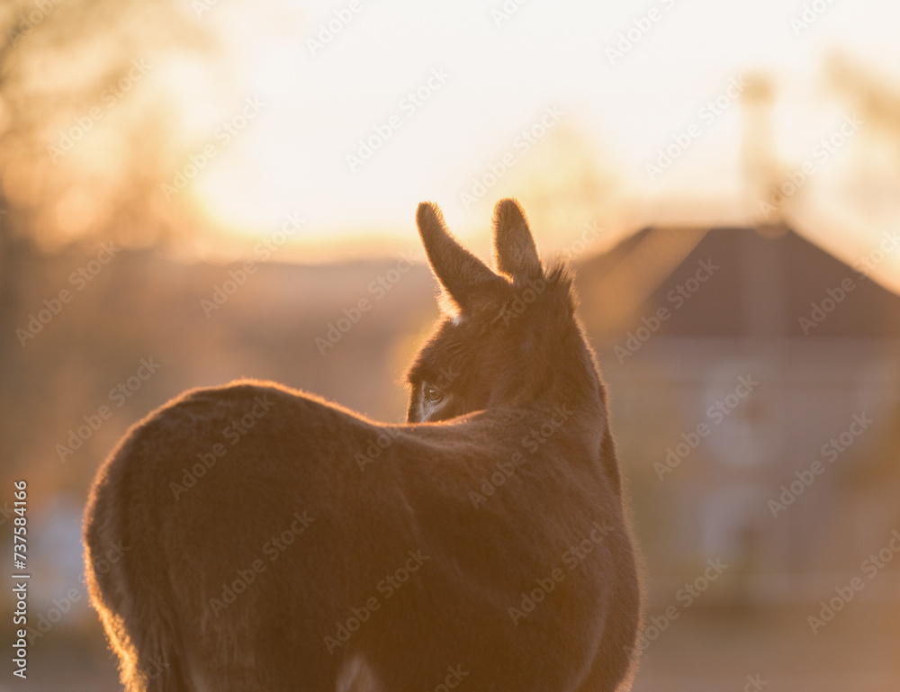 miniature donkey body cropped backlit with rim lighting around long ...