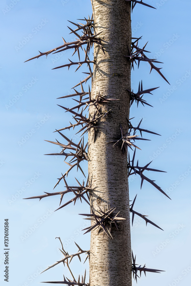 Prickly tree. Honeylocust. Concept, symbol of barriers, oppression ...