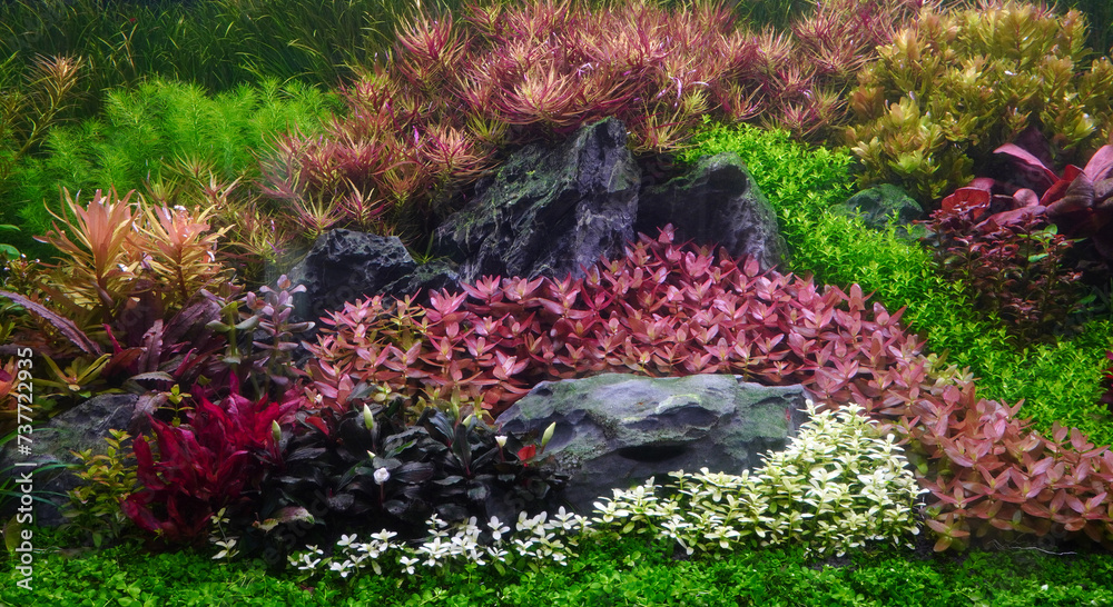 Colorful aquatic plants in aquarium tank with Dutch style aquascaping ...