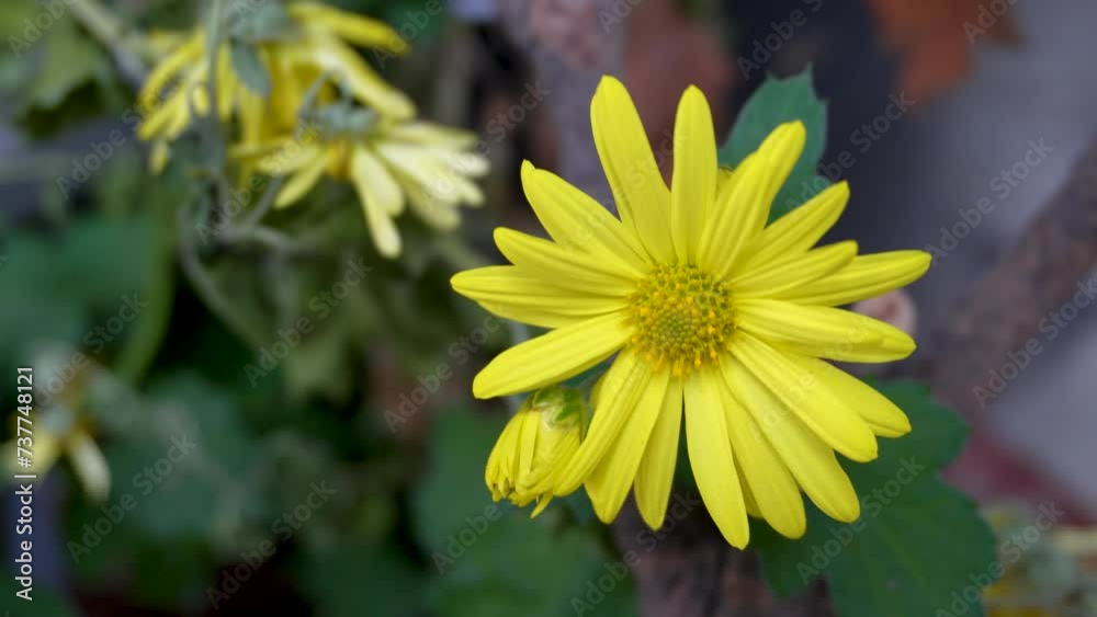 Guldaudi or Guldavari, Chrysanthemum Yellow Flower Plant in an Indian ...