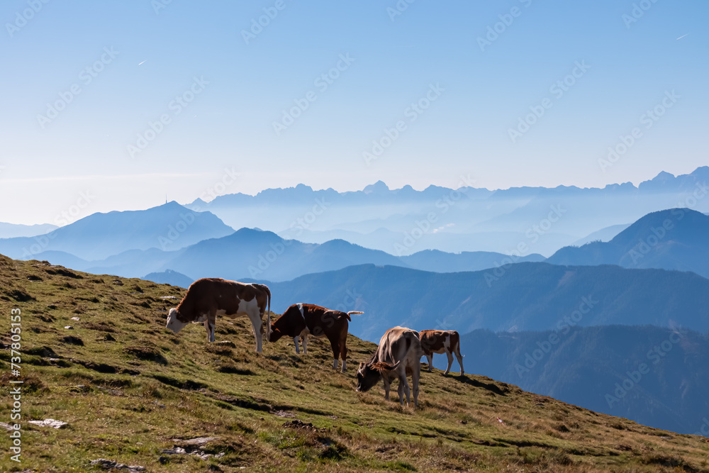 Group of cows grazing on alpine meadow with panoramic view of magical ...