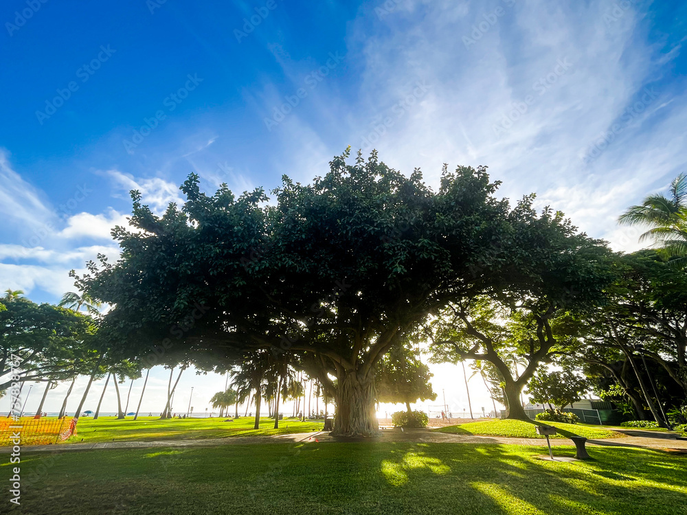 Banyan tree in Hawaii. Mesmerising and tall banyan tree on Oahu Island ...