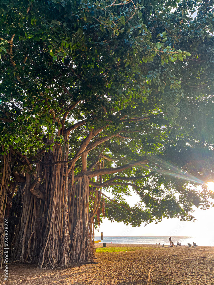 Banyan tree in Hawaii. Mesmerising and tall banyan tree on Oahu Island ...