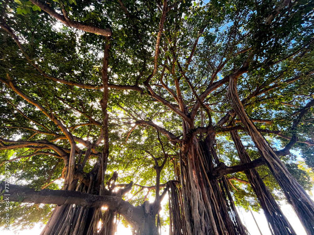 Banyan tree in Hawaii. Mesmerising and tall banyan tree on Oahu Island ...