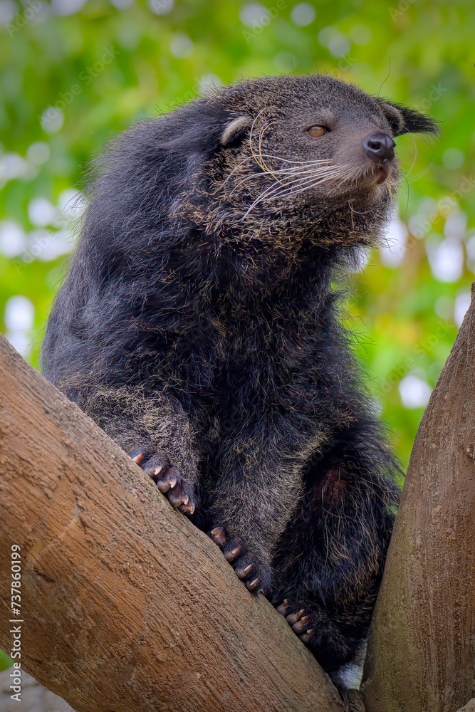 Binturong or bearcat (Arctictis binturong) on a tree Stock Photo ...