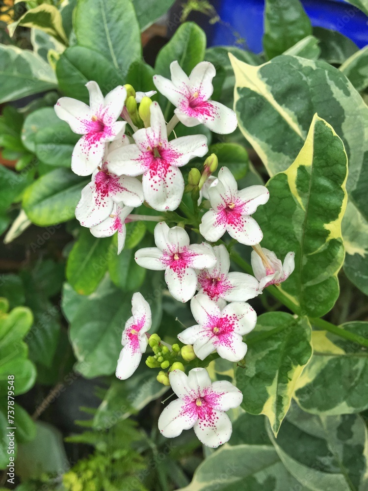 Abstract photo of the false eranthemum flower (Pseuderanthemum ...