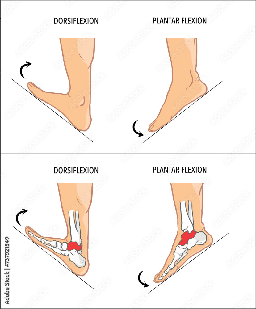 Plantar flexion dorsiflexion anatomical terms vector image vector de ...
