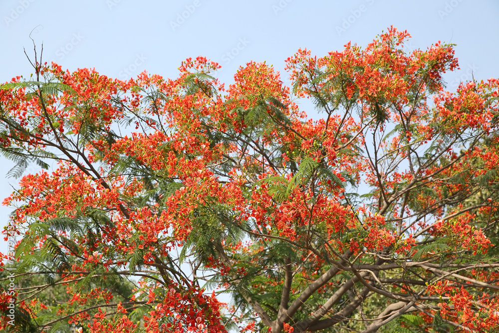 Foto de Delonix Regia, family Fabaceae, subfamily Caesalpinioideae, in ...