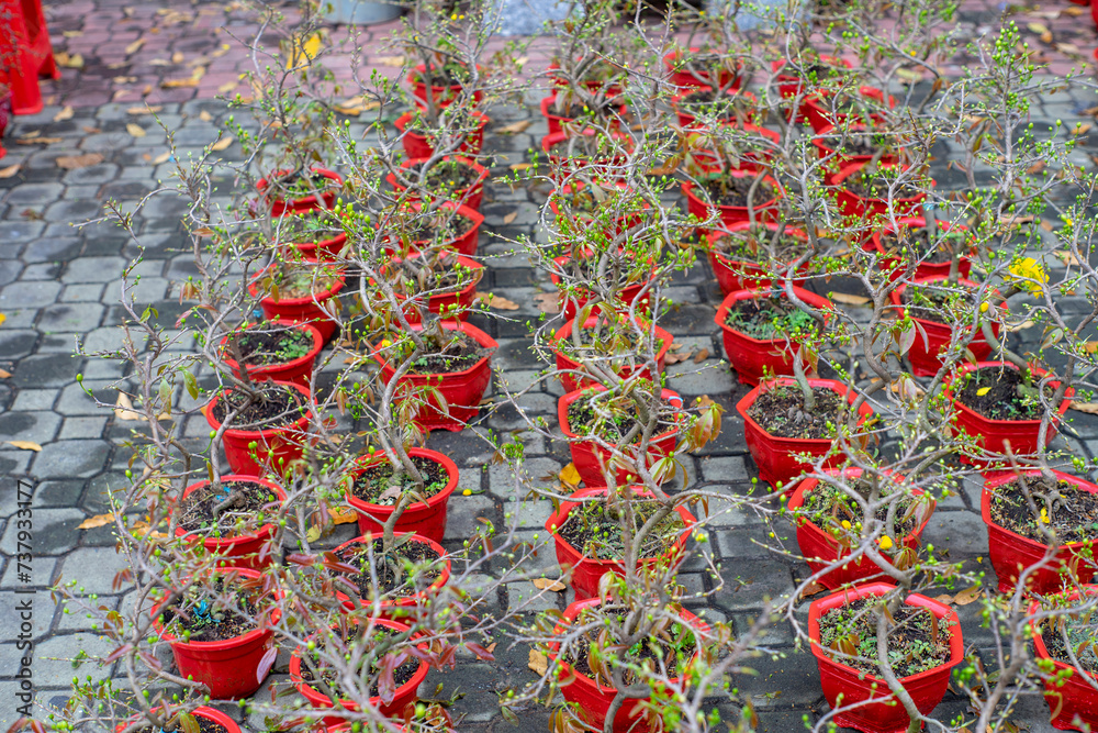 Blossom Ochna integerrima of peach with drops of vietnam.Ochna ...