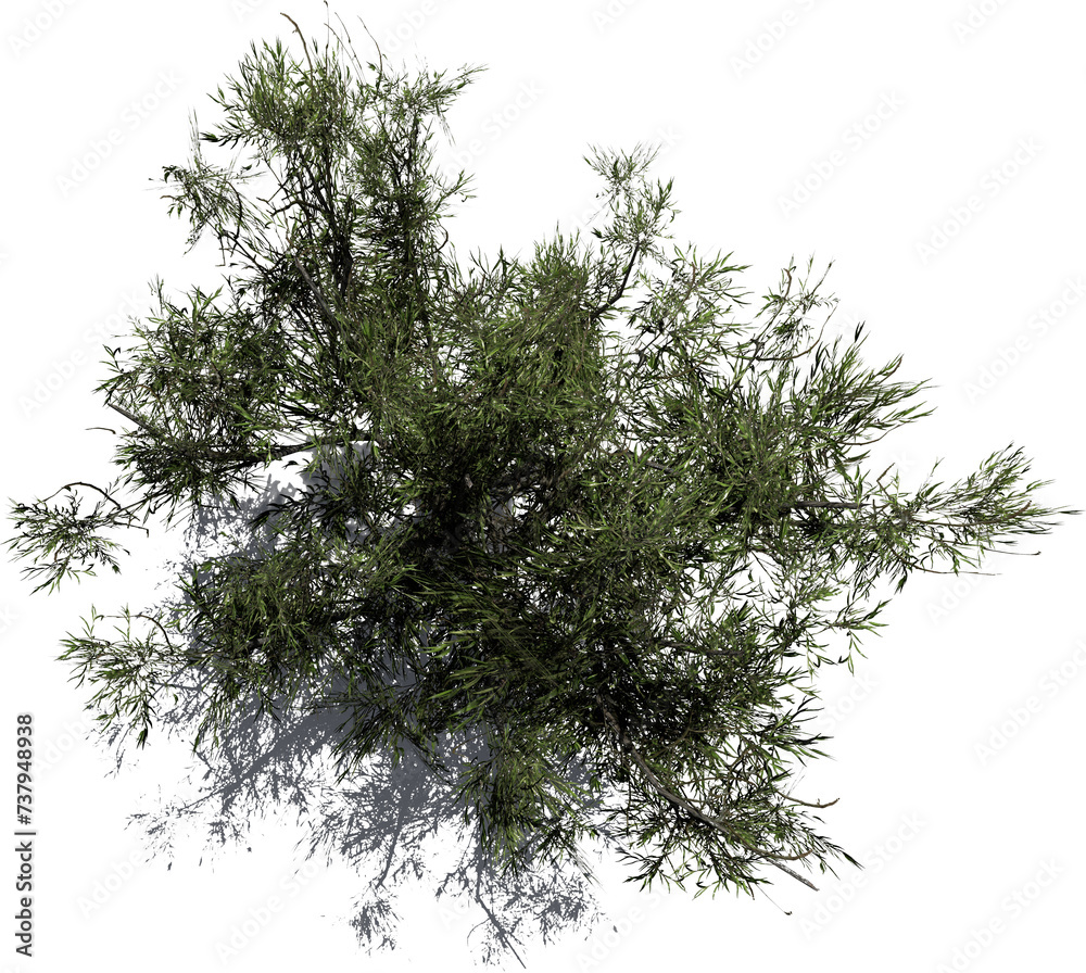 Realistic individual Trees top view for landscape plan isolated white ...
