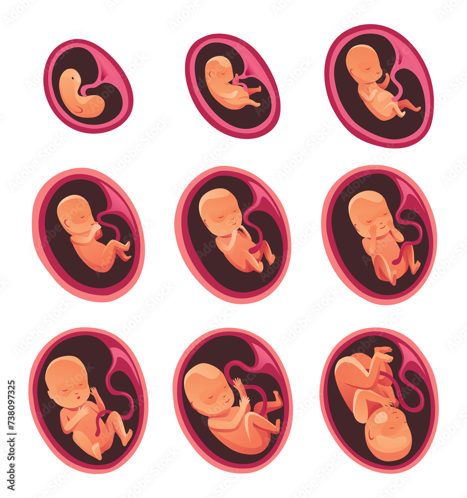 Embryo month stage growth, fetal development flat infographic icons ...