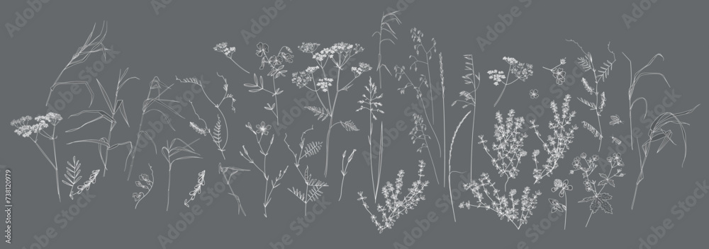 Field flowers and grasses, line drawing. Vector illustration Stock ...