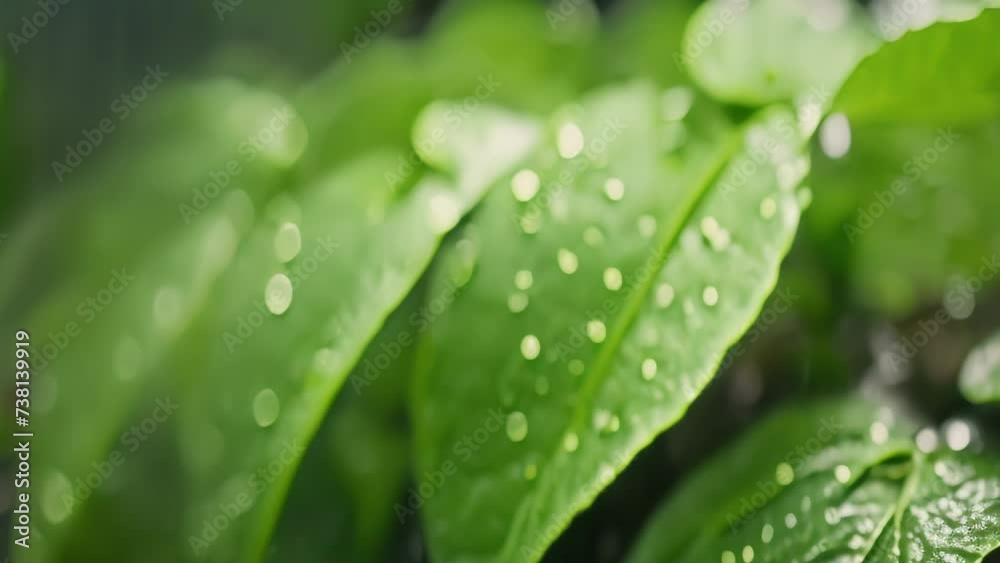 Vidéo Stock Large beautiful drops of transparent rain water on a green ...