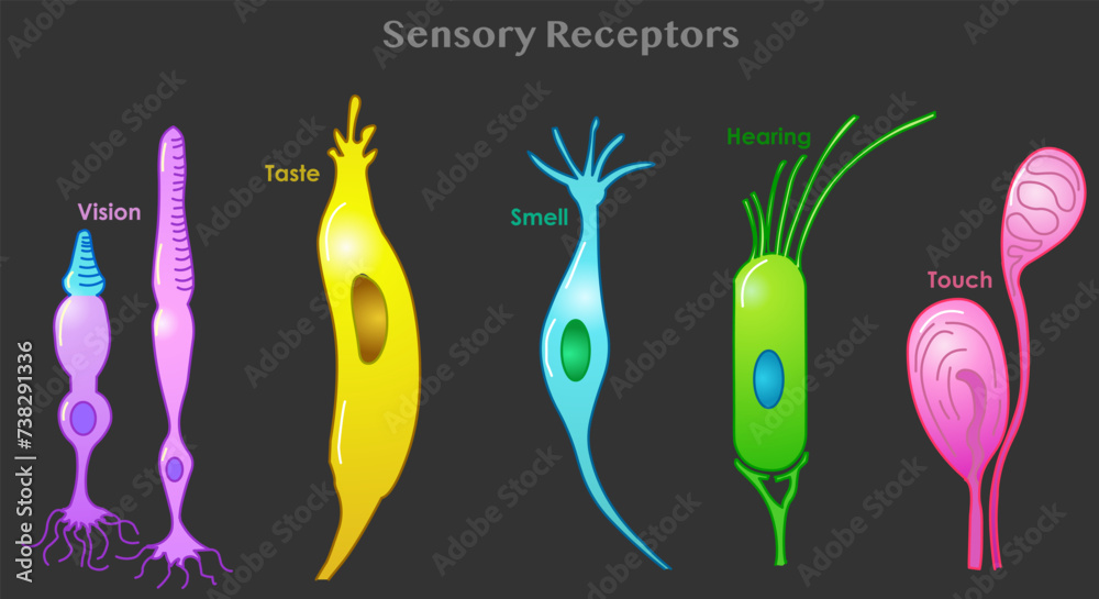 Sensory receptor types. Five sense organs nerve cells. Vision, touch ...