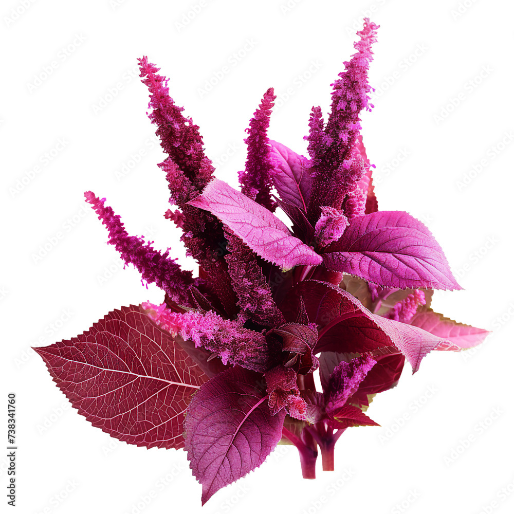 Amaranth, transparent background, isolated image, generative AI Stock ...