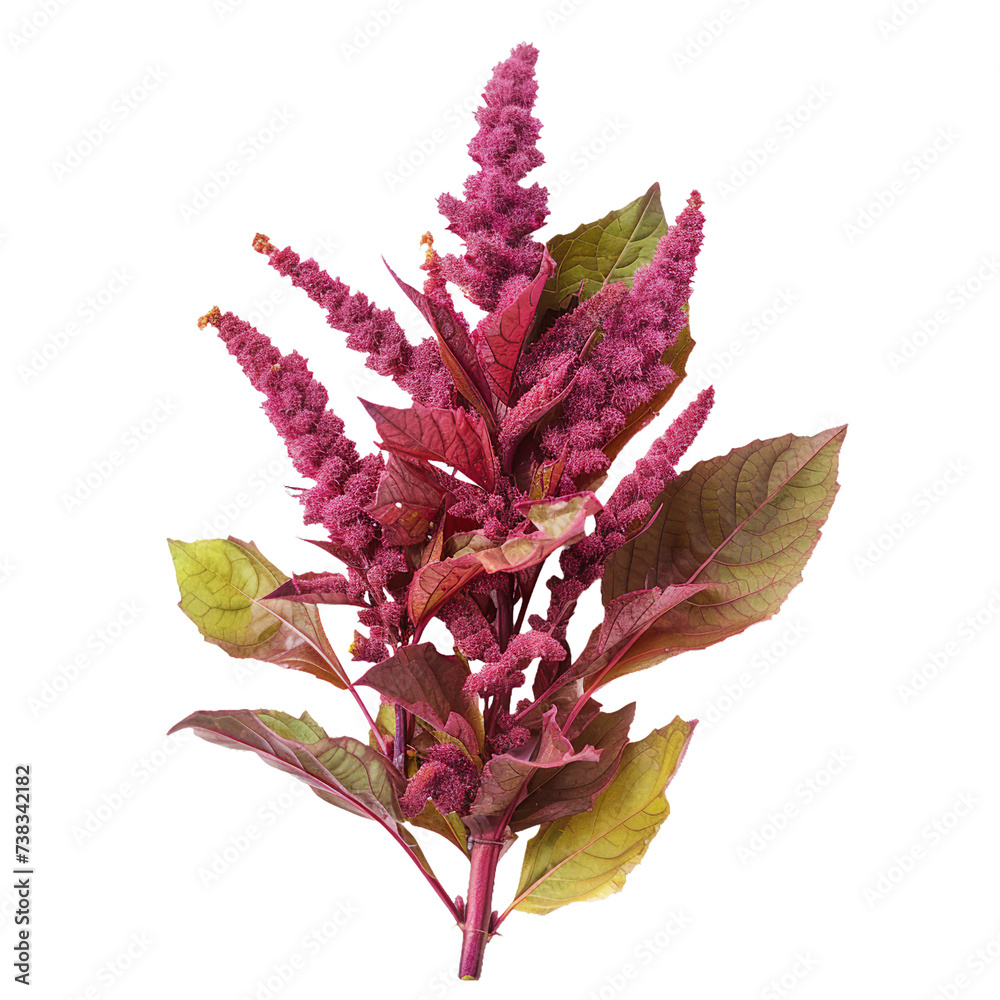 Amaranth, transparent background, isolated image, generative AI Stock ...