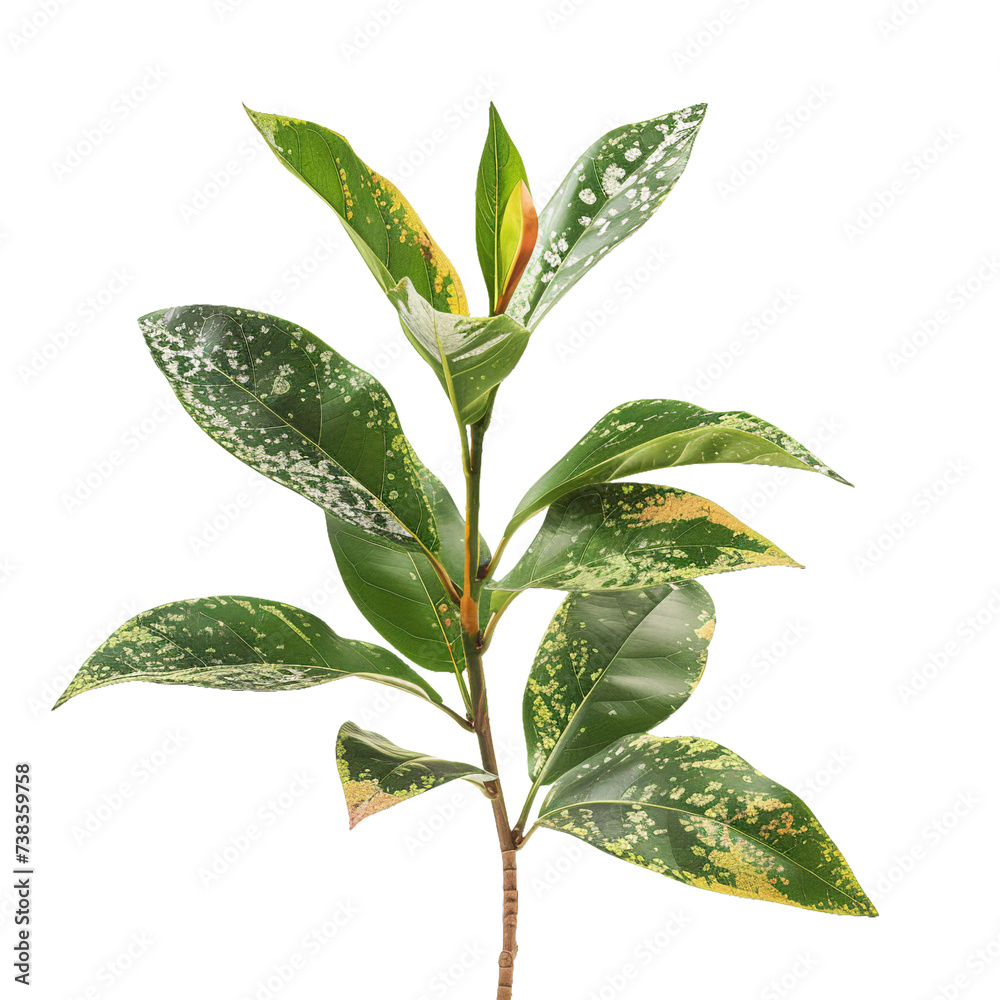 Aucuba Spotted Laurel, transparent background, isolated image ...
