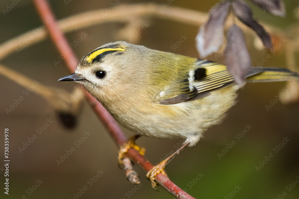 Goldcrest bird sitting on a twig, Regulus regulus, bird with a yellow ...