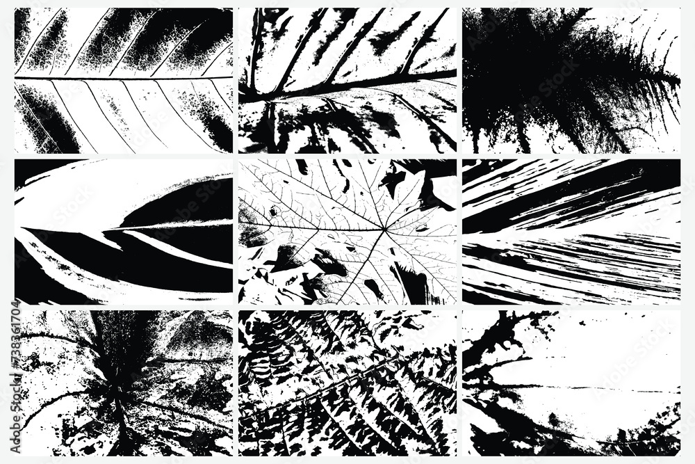 Set of various vector traces of rainforest plants, leaf pattern ferns ...