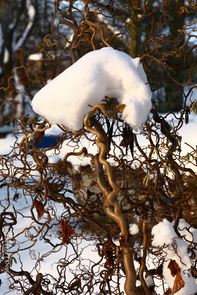 Solar winter morning.Curve branches of a corylus Contorta the chaotic ...