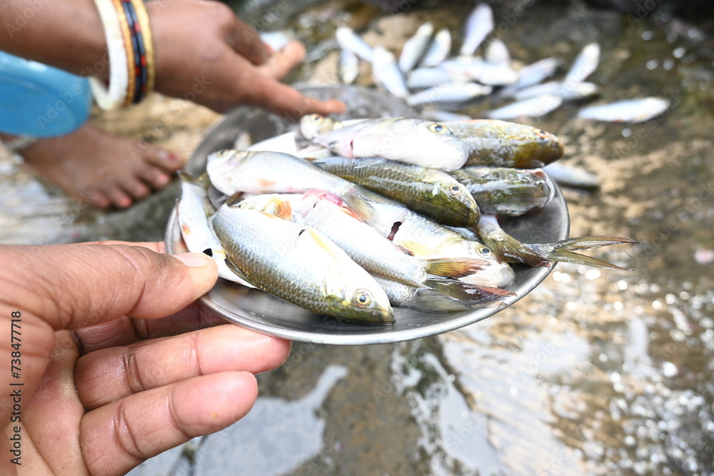 Indian woman hand cleaning fish. Rohu fish. It is a species of fish of ...