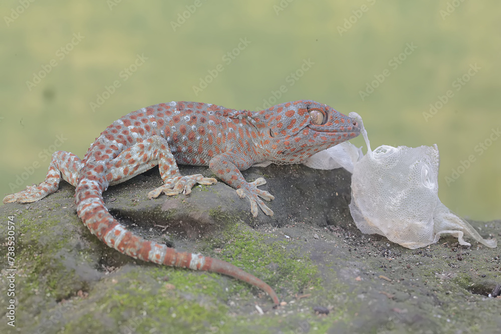 A tokay gecko is undergoing a period of molting. This reptile has the ...