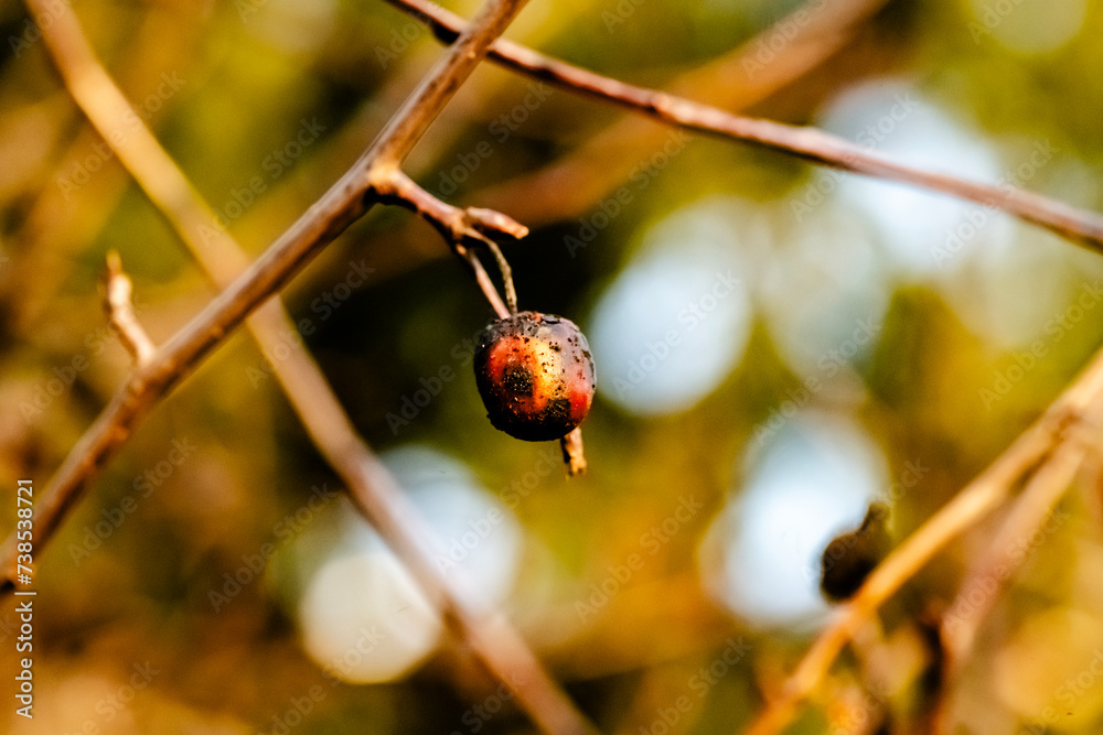 insekt, biedronka, charakter, feuille, czerwień, bugów, roślin, beatles ...