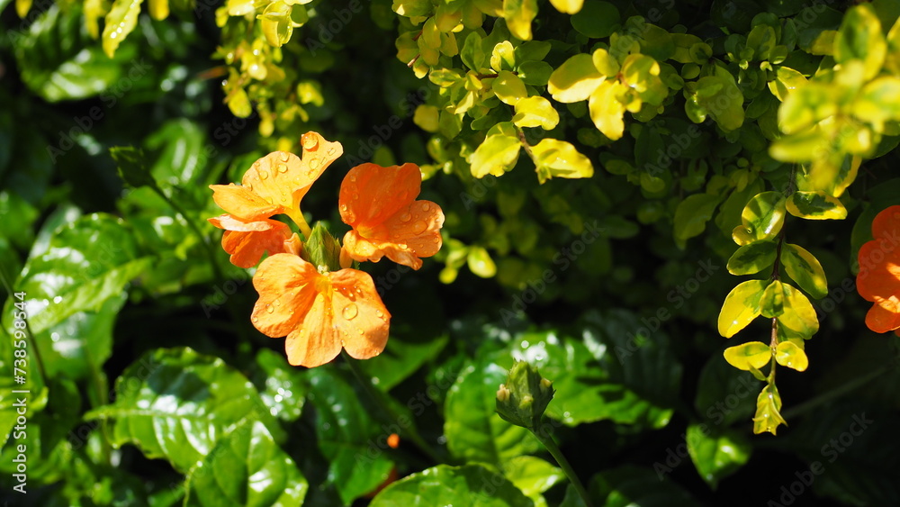 Orange Crossandra (Crossandra infundibuliformis) (Fire Cracker flower ...