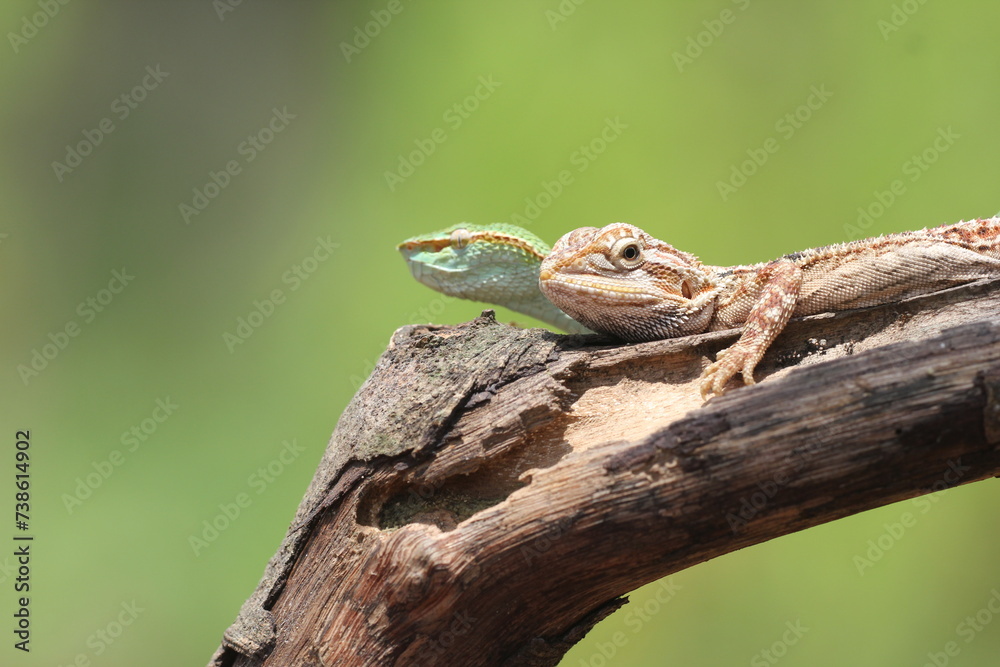 snake, viper, viper snake, tropidolaemus subannulatus, lizard, bearded ...