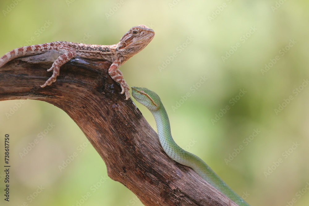 snake, viper, viper snake, tropidolaemus subannulatus, lizard, bearded ...