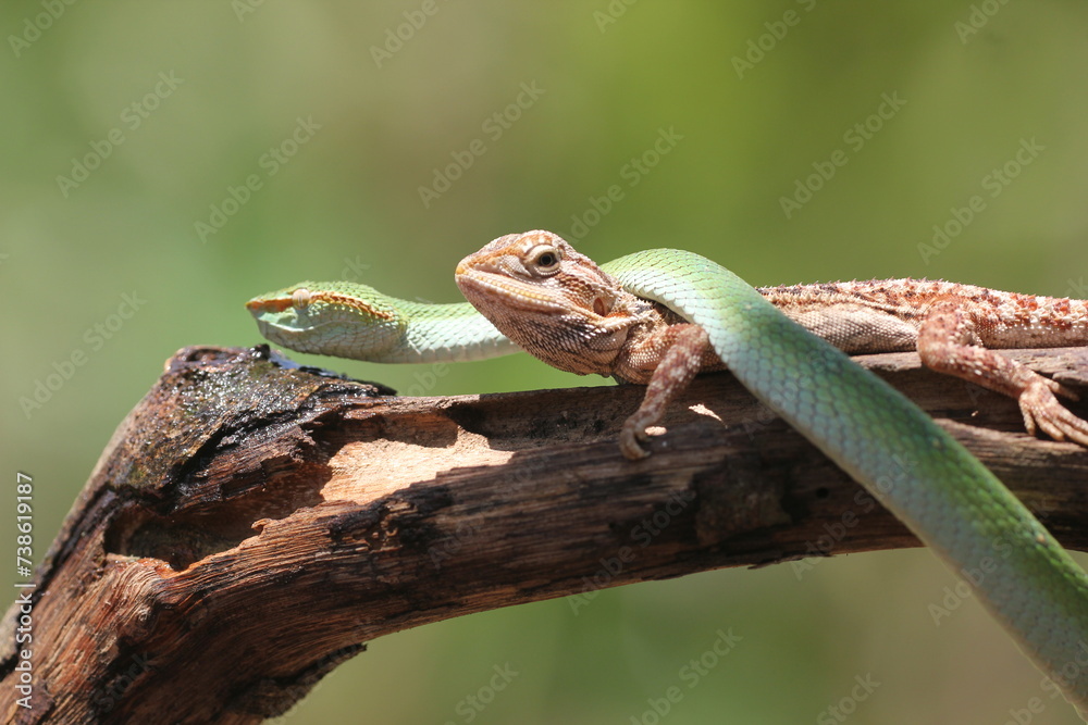 snake, viper, viper snake, tropidolaemus subannulatus, lizard, bearded ...
