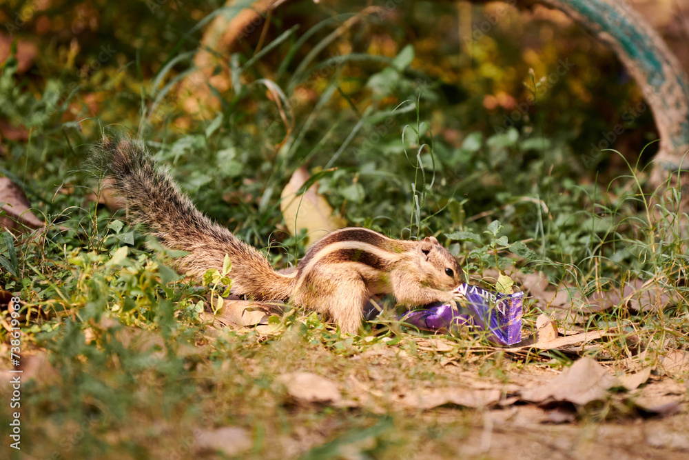 Charming little chipmunk looking for leftovers in candy bar wrapper ...