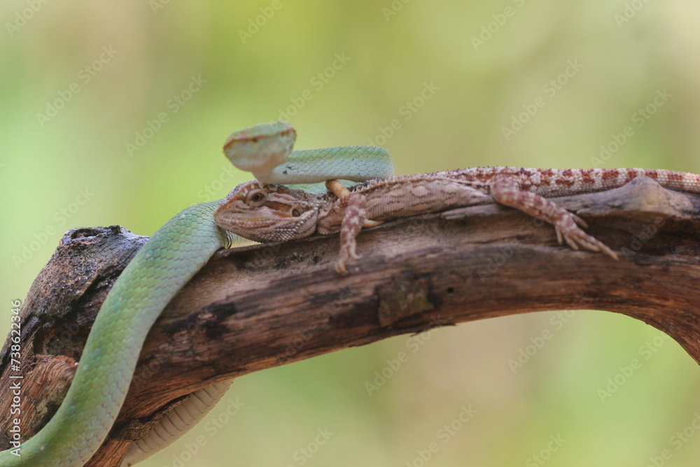snake, viper, viper snake, tropidolaemus subannulatus, lizard, bearded ...
