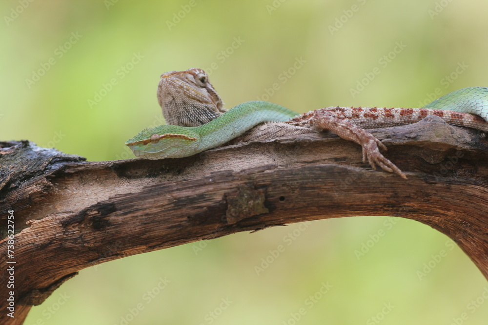 snake, viper, viper snake, tropidolaemus subannulatus, lizard, bearded ...