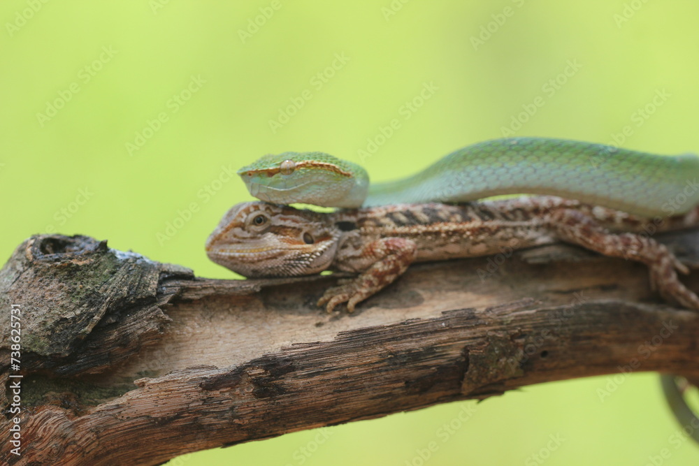 snake, viper, viper snake, tropidolaemus subannulatus, lizard, bearded ...