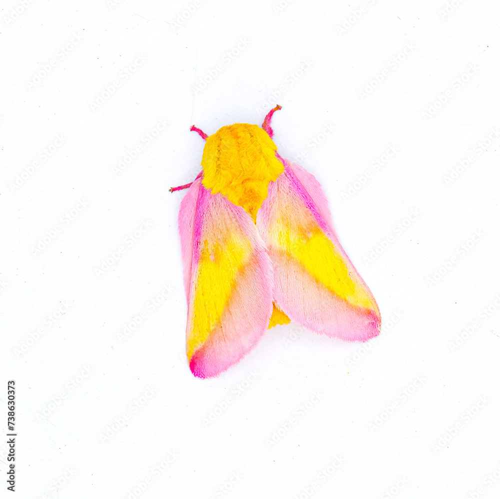 Rosy maple silk moth - Dryocampa rubicunda - is a small North American ...