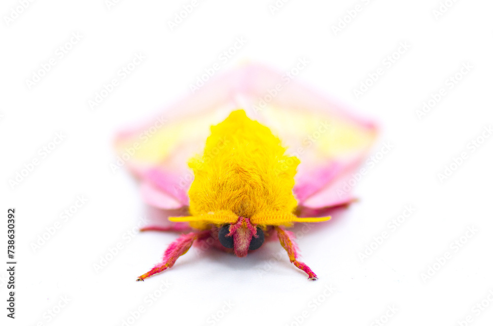 Rosy maple silk moth - Dryocampa rubicunda - is a small North American ...
