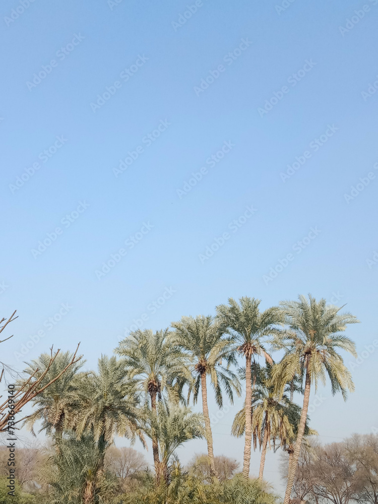 Phoenix dactylifera tree.Phoenix dactylifera plant.commonly known as ...