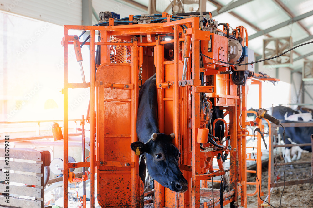 Cow secured in hydraulic apparatus during hoof trimming. Farmer man ...