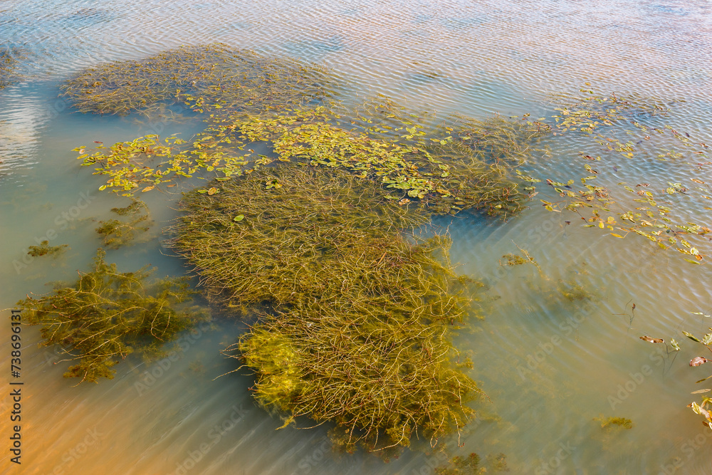 Colorful view of green algae floating in shallow water, light ripples ...