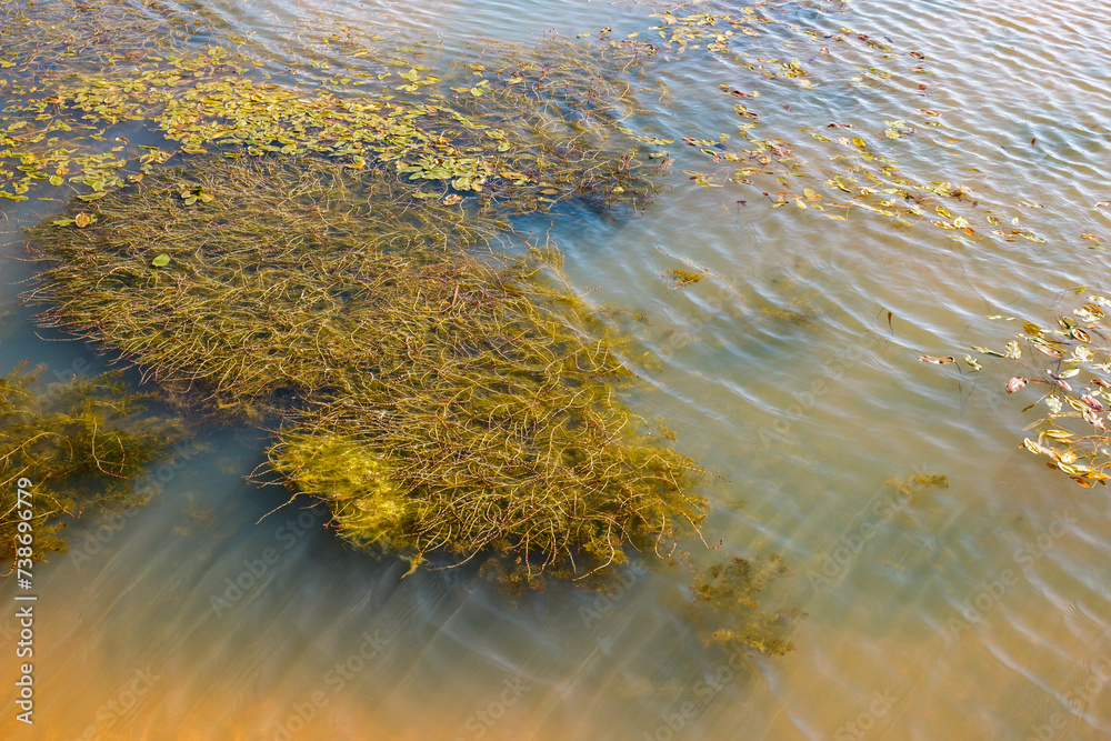 Colorful view of green algae floating in shallow water, light ripples ...