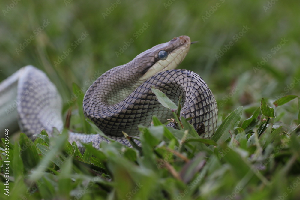 snake, ptyas fusca, a ptyas fusca snake in a meadow Stock Photo | Adobe ...