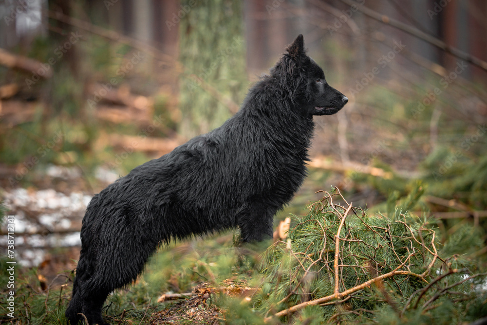 Pure black Wolfdog mix of German Shepherd and wolf, black gsd in the ...