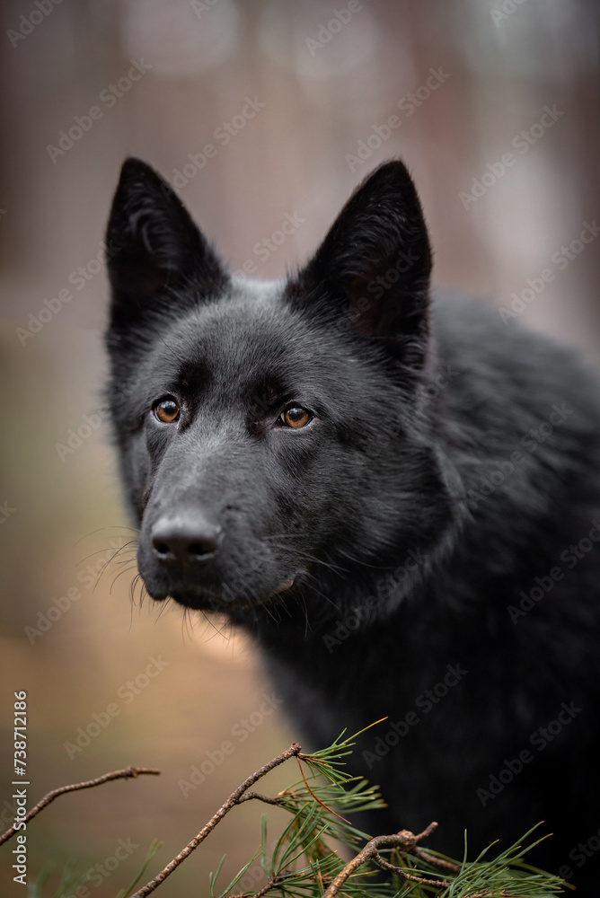 Pure black Wolfdog mix of German Shepherd and wolf, black gsd in the ...