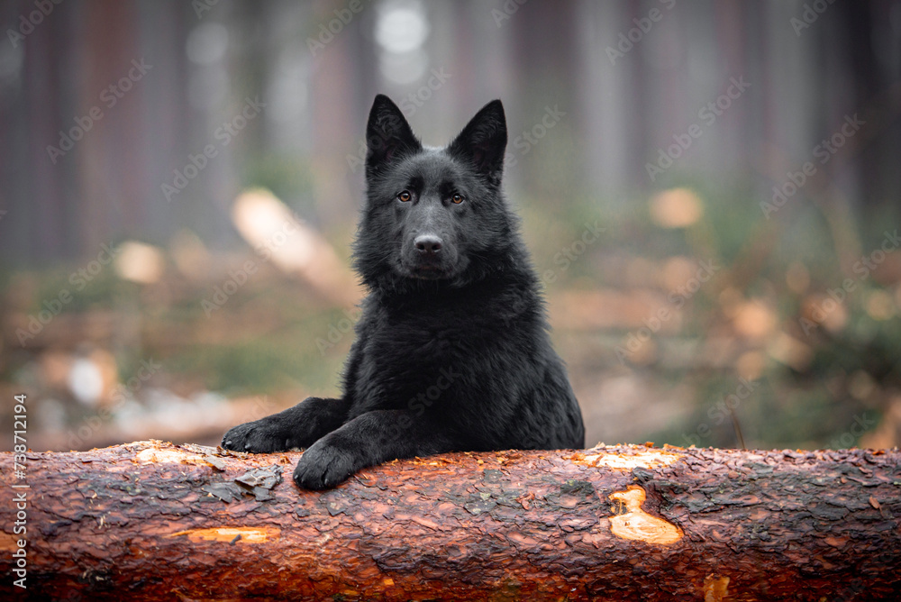 Pure black Wolfdog mix of German Shepherd and wolf, black gsd in the ...