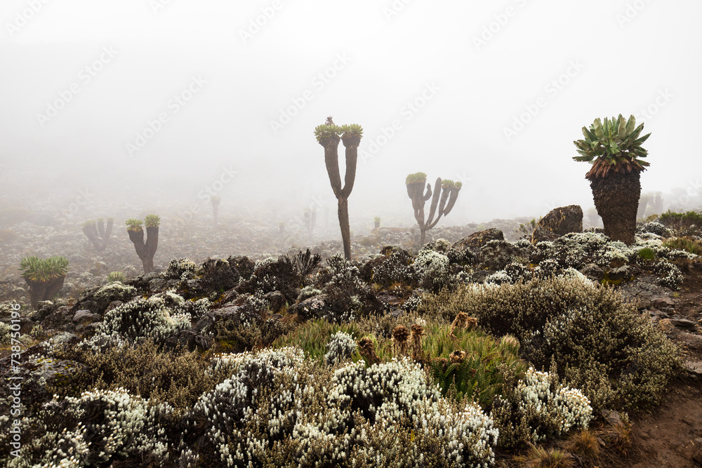 Majestic Giant Groundsel Jungle in Kilimanjaro's Alpine Zones Stock ...