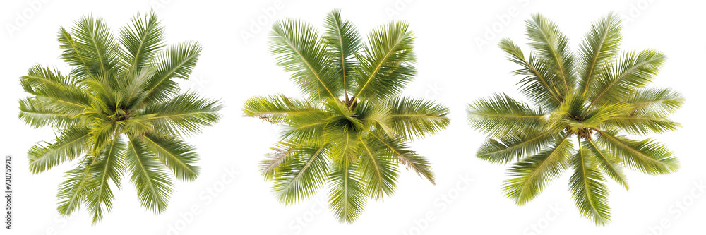 collection top view coconut tree PNG transparent background Stock ...