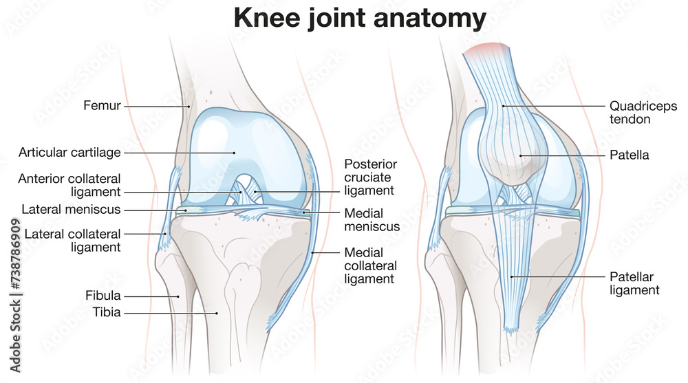 Healthy Knee Joint Anatomy. Labeled Illustration Stock Illustration ...