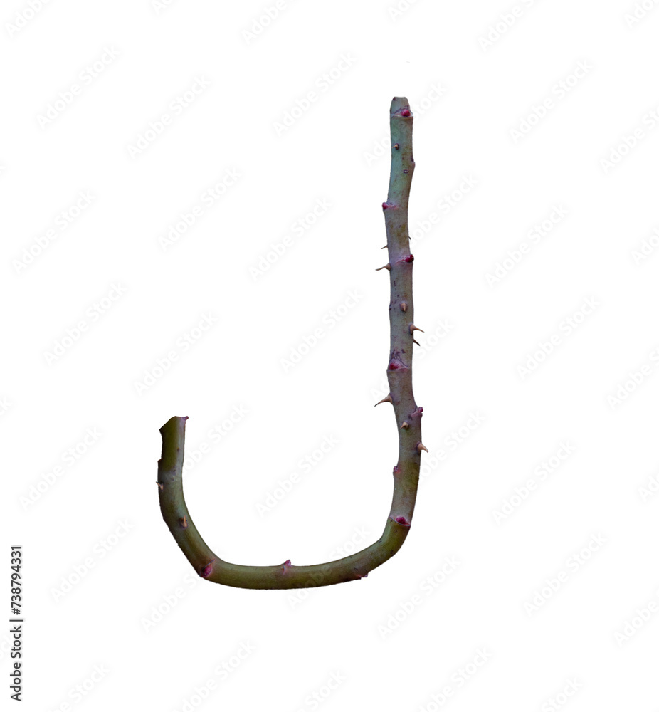 J letter a made of Rose Trunk isolated on white transparent background ...